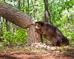 Beaver Removal and Control - Nuisance Wildlife